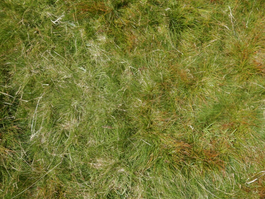 heath rush from North Yorkshire, UK on July 7, 2023 at 02:19 PM by ...