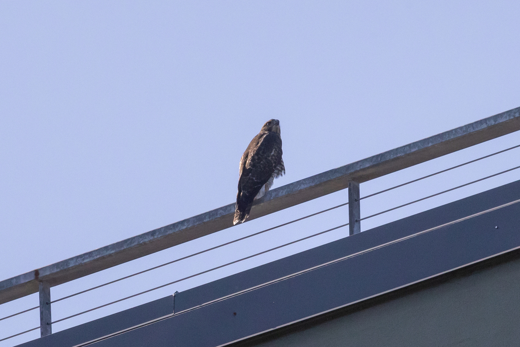 Red-tailed Hawk from Southwest Portland, Portland, OR, USA on July 3 ...