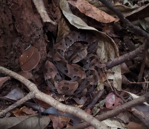 Whitetail Lancehead (Bothrops leucurus) - Snakes and Lizards