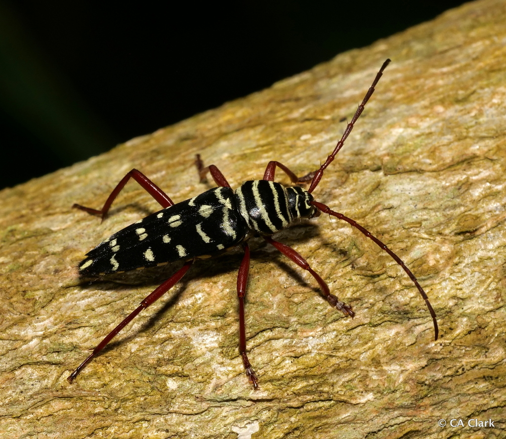 Kiawe Round-headed Borer from Mo'orea, French Polynesia on July 3, 2023 ...