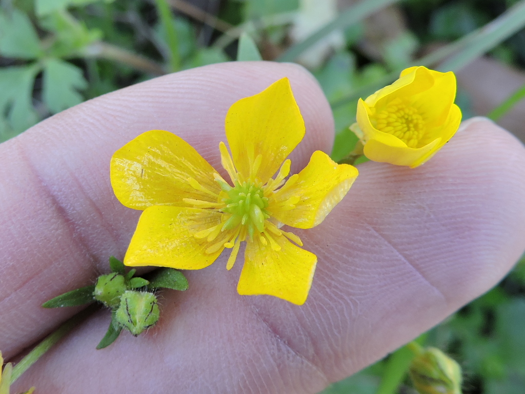hairy buttercup from Harris County, US-TX, US on February 5, 2016 by ...