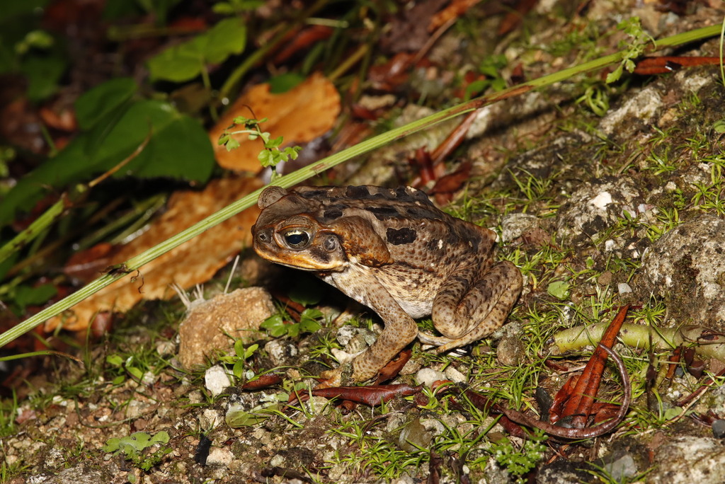 Cane Toad from Esperanza, Arecibo 00612, Puerto Rico on June 24, 2023 ...