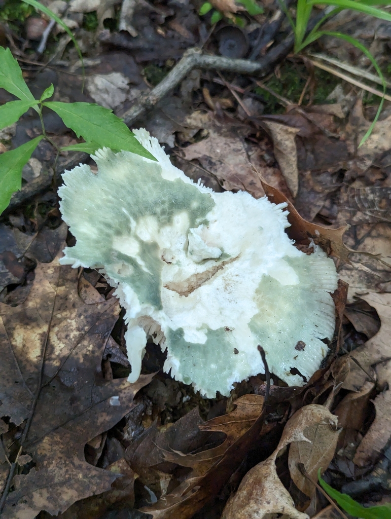 Blue-green Cracking Russula from Indianapolis, IN 46216, USA on July 8 ...