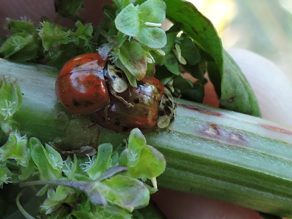 Asian Lady Beetle from Harris County, US-TX, US on February 5, 2016 by ...
