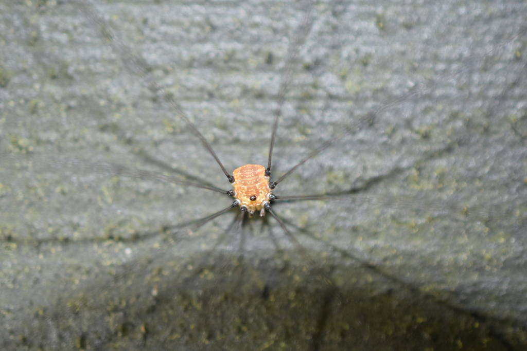 Leiobunum aldrichi from Van Buren County, TN, USA on June 19, 2023 at ...