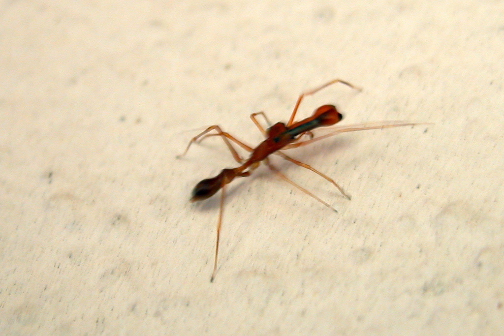 Red Weaver Ant-mimicking Spider from Kothapakalu, Andhra Pradesh, India ...