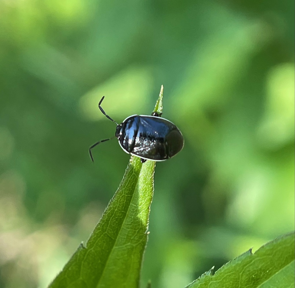 White-margined Burrower Bug from Ordiorne Point State Park, Rye, NH ...