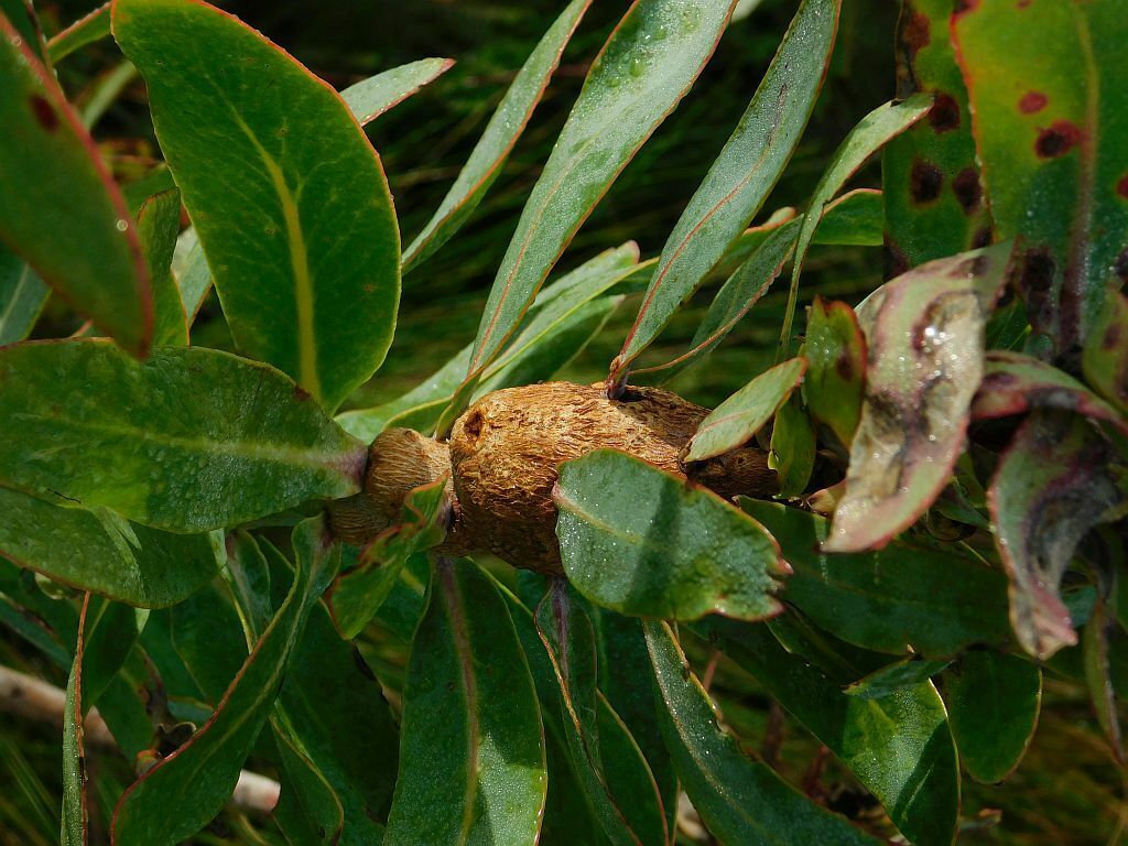 Wagon Tree from Potters Trail Greyton, 7233, South Africa on July 6 ...
