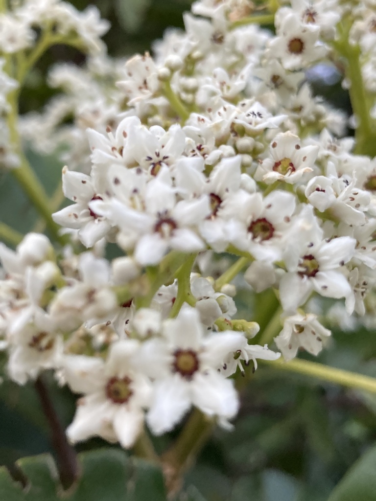 Crows Ash from Brydon St, Highgate Hill, QLD, AU on July 9, 2023 at 06: ...