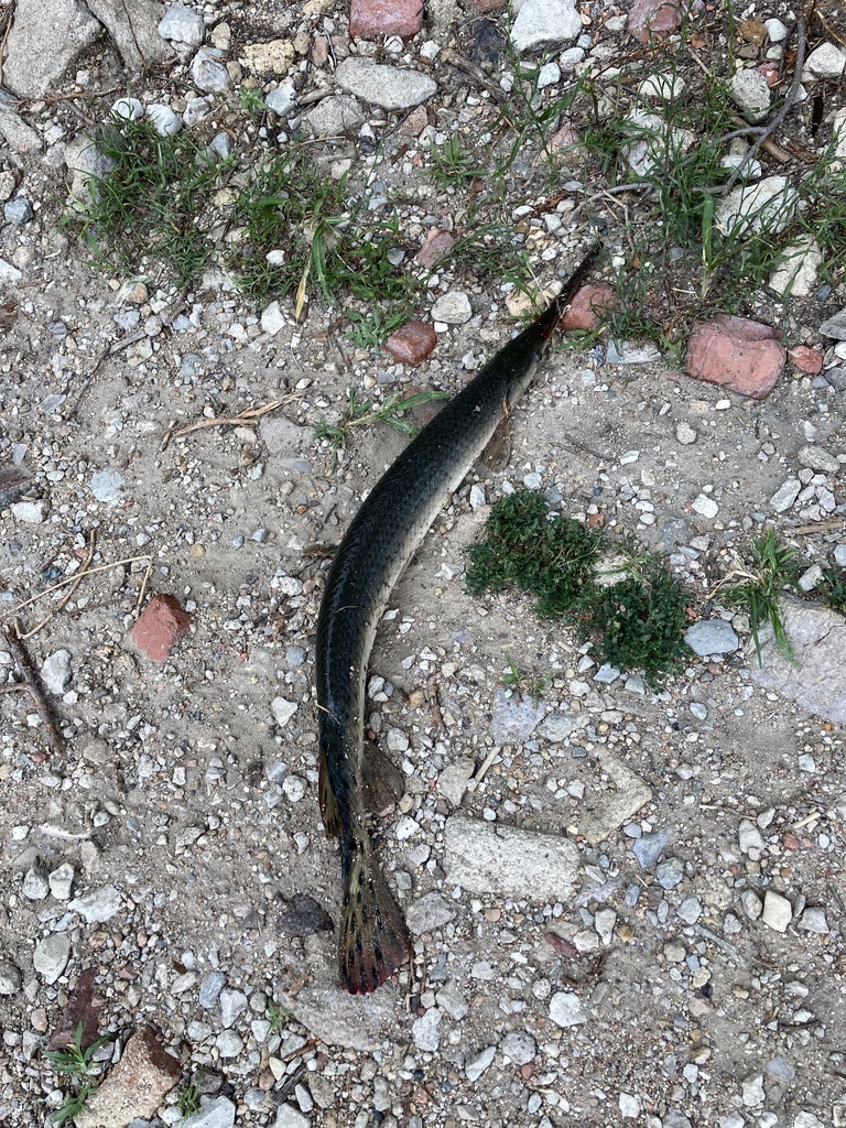Longnose Gar from Rocky Ford Ave, Manhattan, KS, US on July 8, 2023 at ...