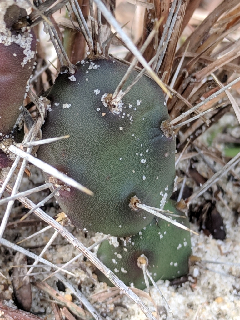 Creeping Cactus (Plants of the Florida Sandhill) · iNaturalist