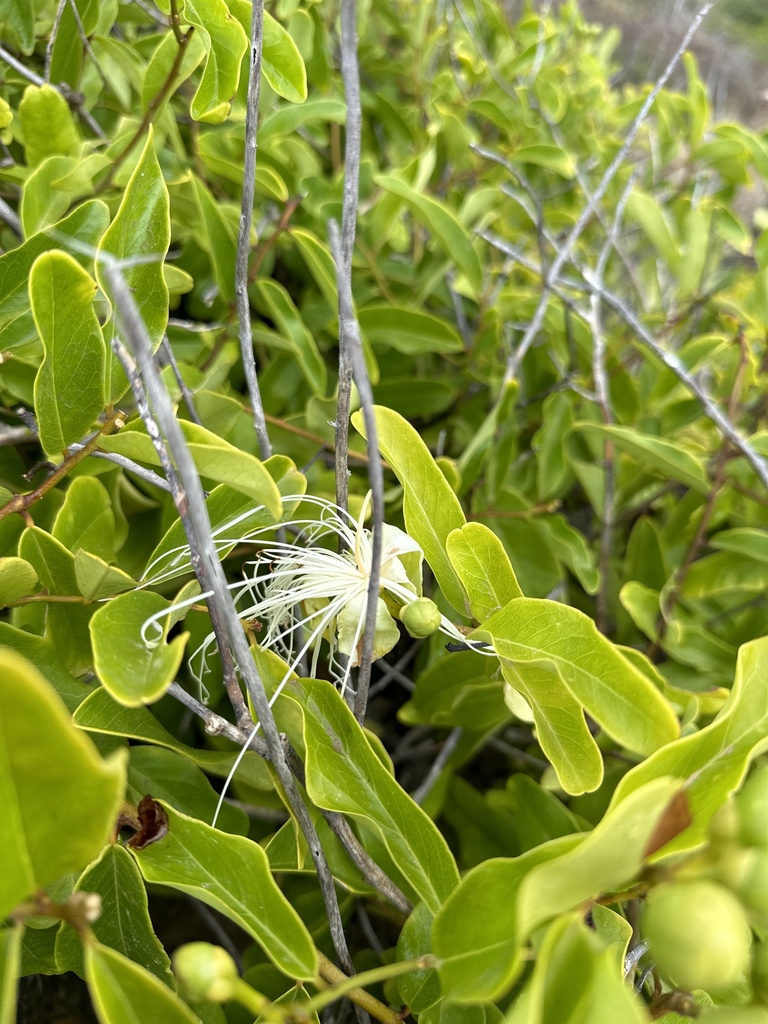 bay-leaved caper from Virgin Islands National Park, St. John, United ...
