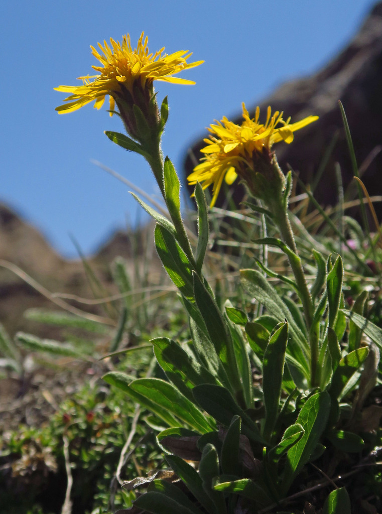 lyall's tonestus from Mount Angeles, Clallam County, WA, USA on July 5 ...
