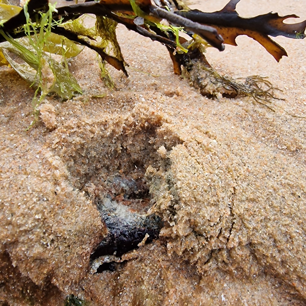 sand binder from Jersey on July 8, 2023 at 05:40 PM by Rebecca Kinnear ...