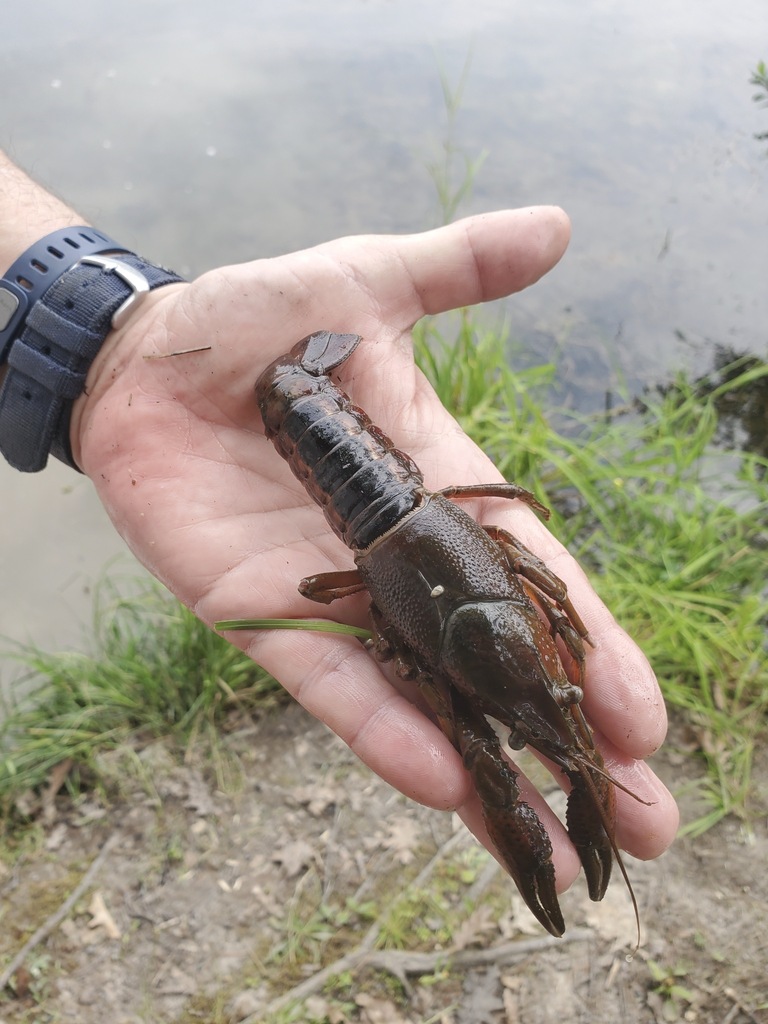 White River Crayfish from Muskoka District Municipality, ON, Canada on ...