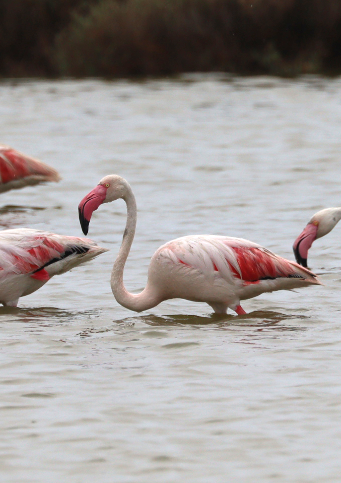 Greater Flamingo from Gediz Delta, Süzbeyli, Menemen, Türkiye on June ...