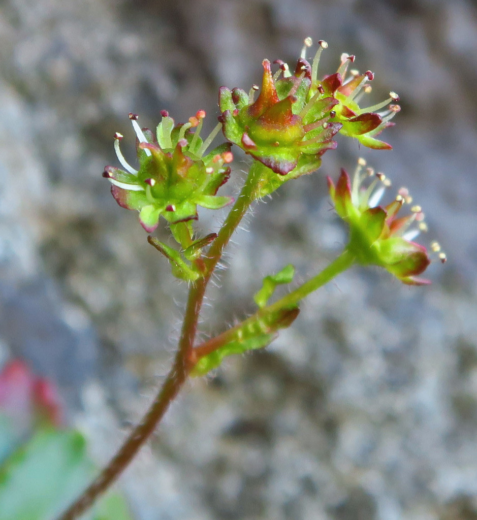 Olympic Saxifrage in July 2023 by Adam Schneider. Near the summit of ...