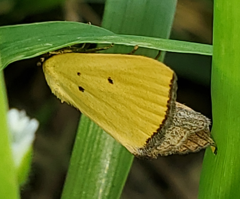 Black-bordered Lemon Moth from Winterthur, Pennsbury Township, DE, USA ...