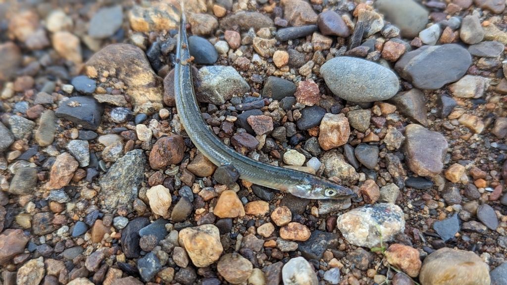 American Sand Lance from Tiverton, RI, USA on July 8, 2023 at 10:19 AM ...