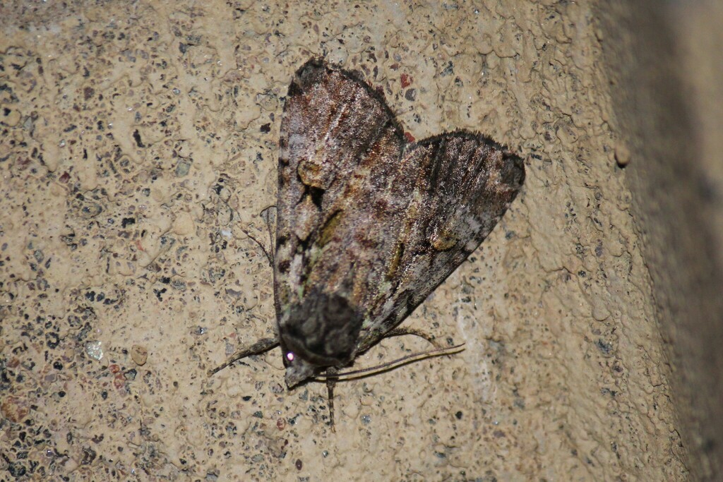 Northern Variable Dart from Thunder Bay, ON, Canada on July 8, 2023 at ...