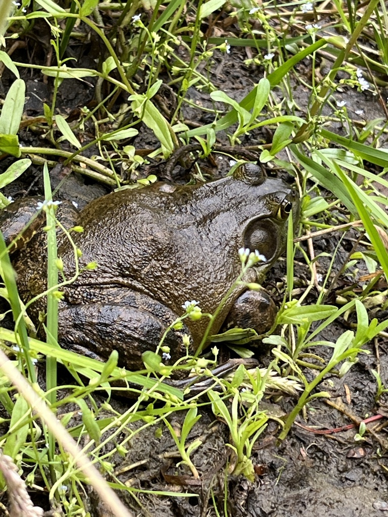 American Bullfrog from NE 288th St, Kingston, WA, US on July 8, 2023 at ...