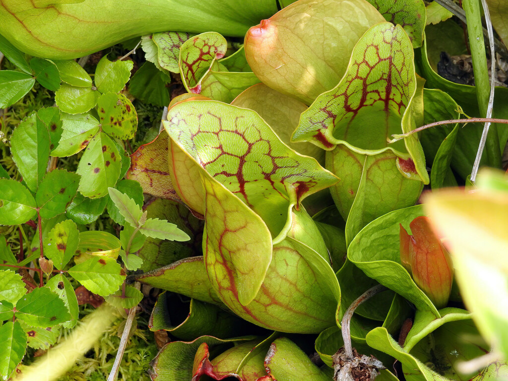 purple pitcher plant in June 2023 by Scot Magnotta · iNaturalist