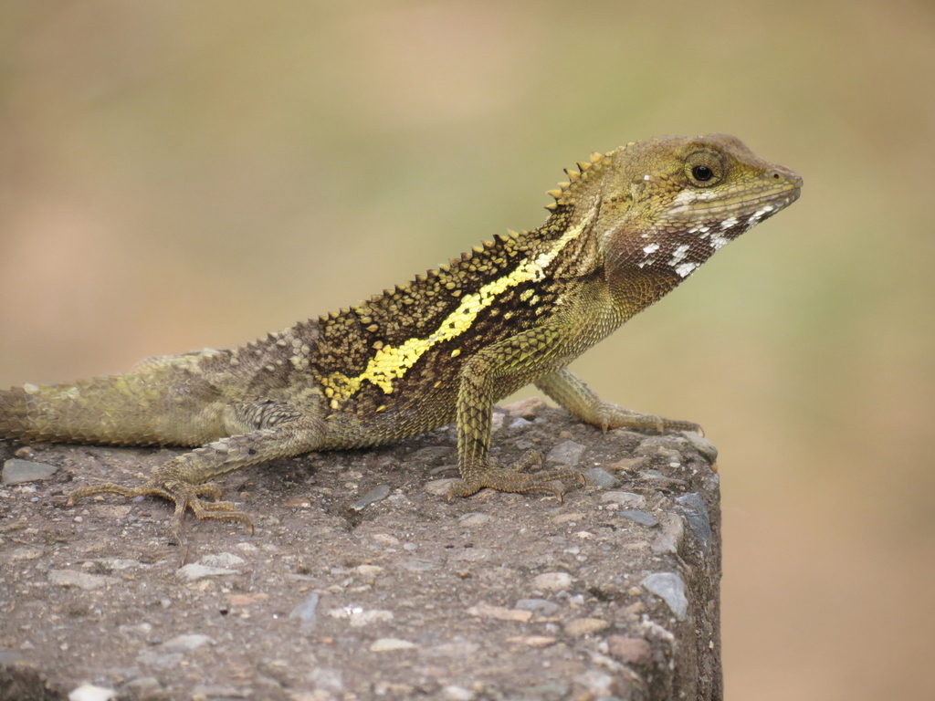 Flying Dragons and Allies (Draconinae) - Snakes and Lizards