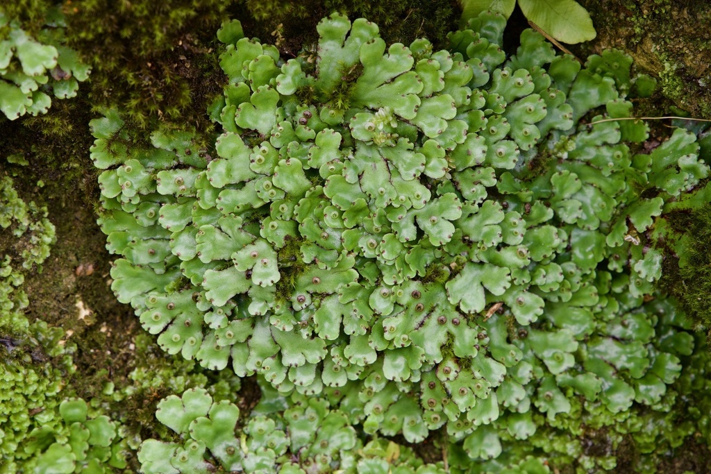 Marchantia paleacea from Tbilisi, GE on June 27, 2023 at 04:28 PM by ...