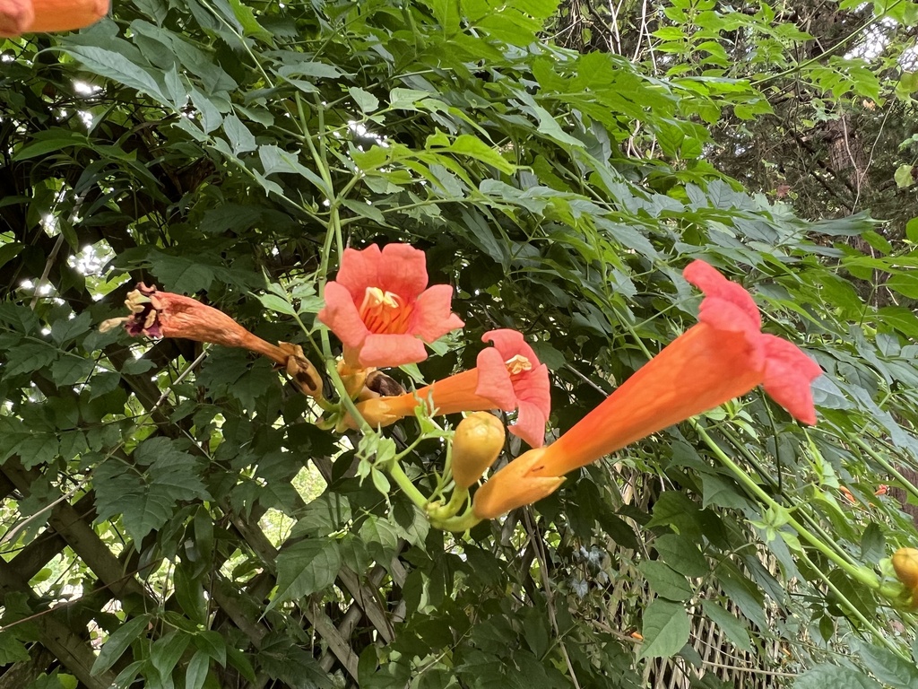 American trumpet vine from 77th St, Cabin John, MD, US on July 8, 2023 ...