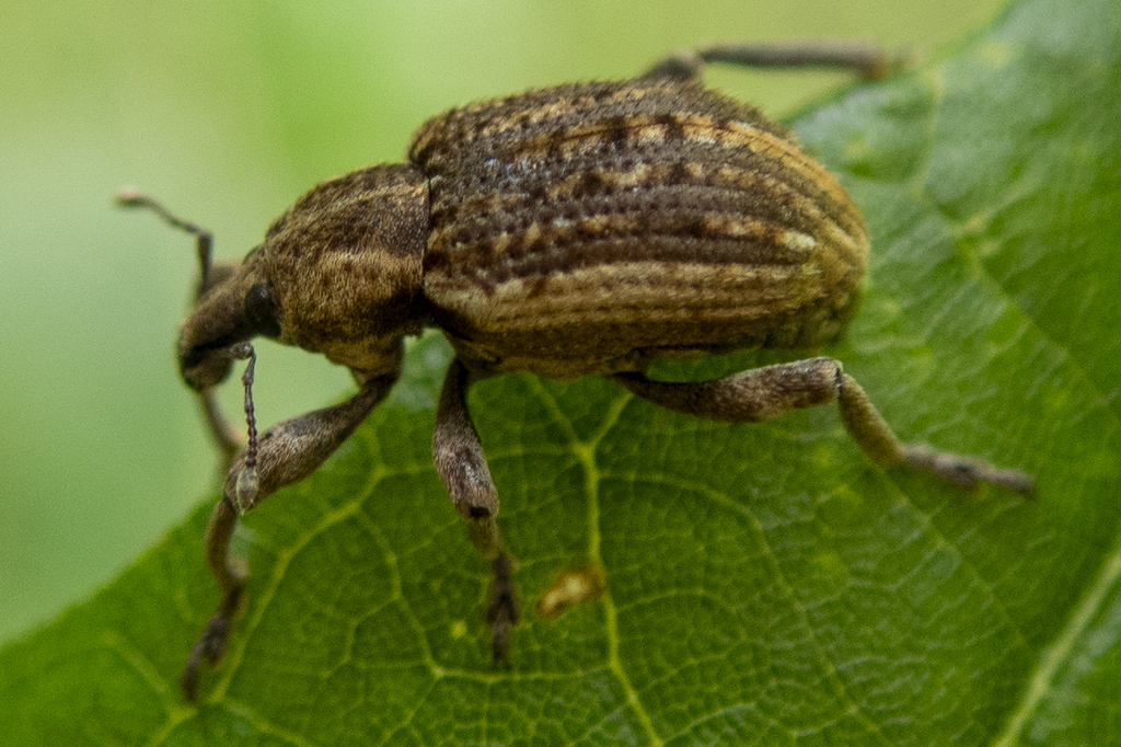 Clover Leaf Weevil from Shepard Settlement, Onondaga County, NY, USA on ...