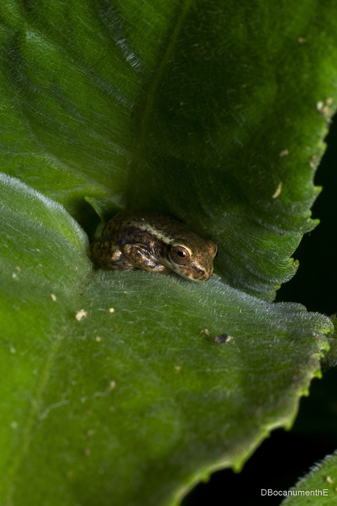 Boettger's Colombian Tree Frog from Jardín, Antioquia, Colombia on June ...