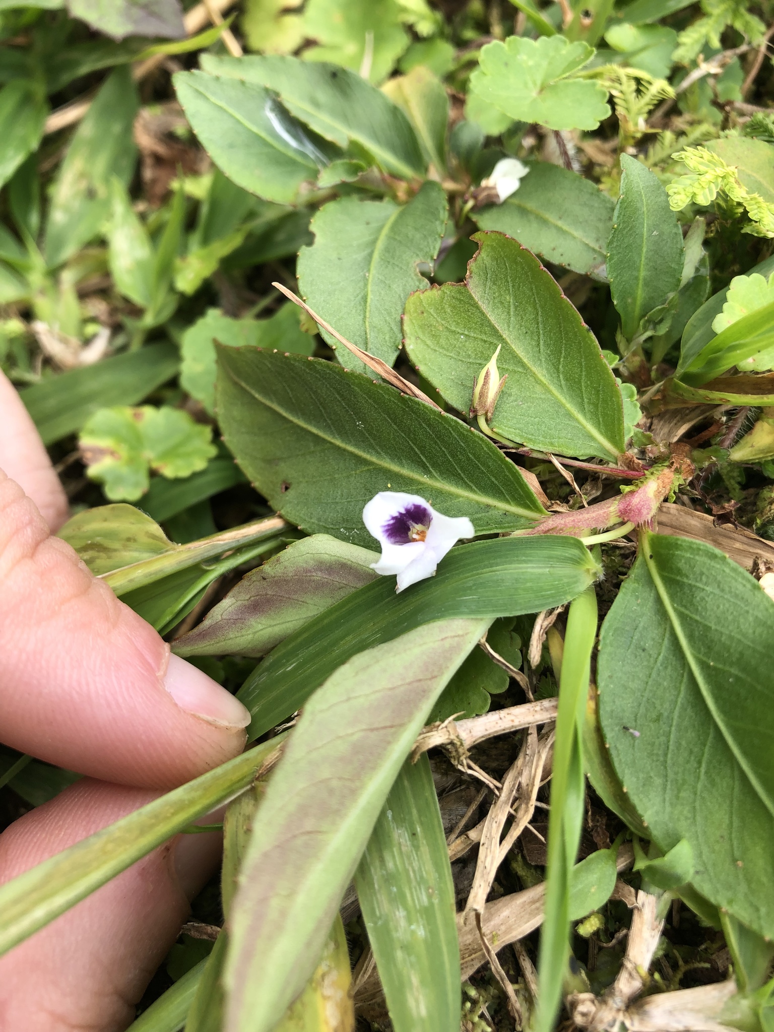 Viola stipularis Sw.