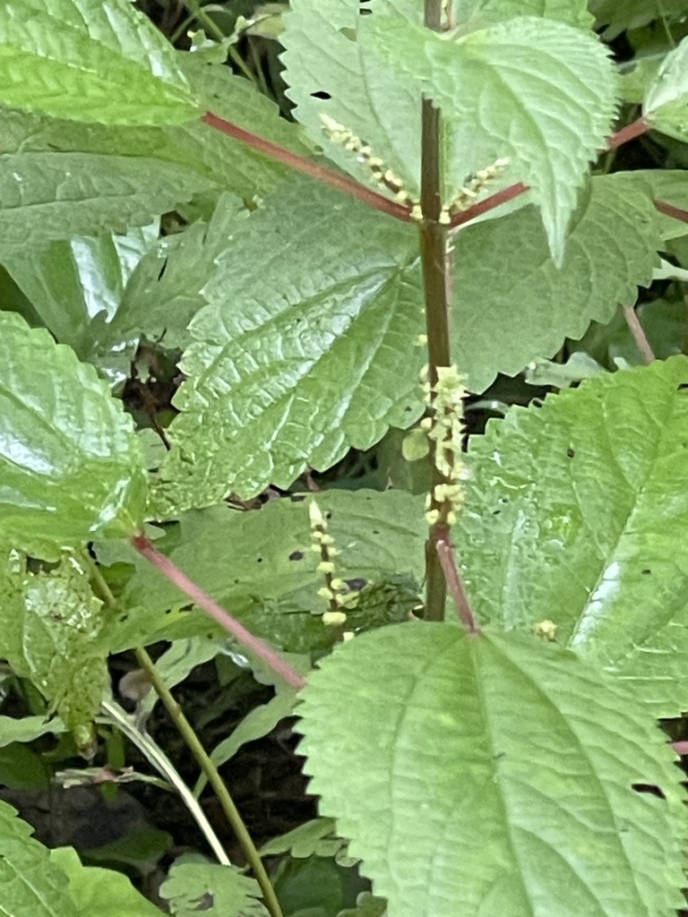 false nettle from Mattaponi, Church View, VA, US on July 8, 2023 at 10: ...