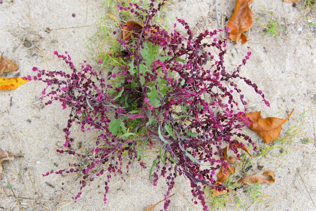 winged pigweeds (Amaranthaceae (Amaranth) of the Pacific Northwest ...