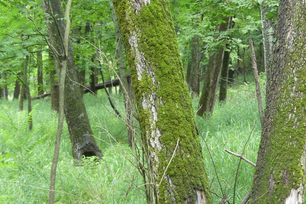 smooth hook moss from Olathe, KS, USA on July 8, 2023 at 09:10 AM by ...