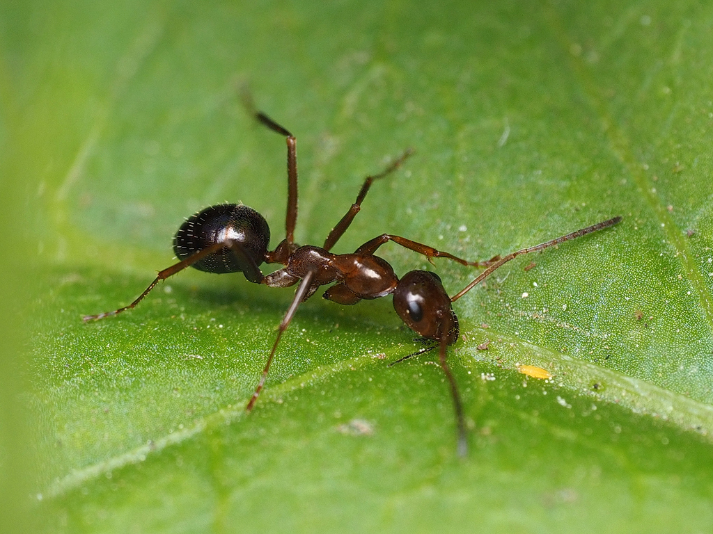 Variable Field Ant (Ants of Loudoun) · iNaturalist