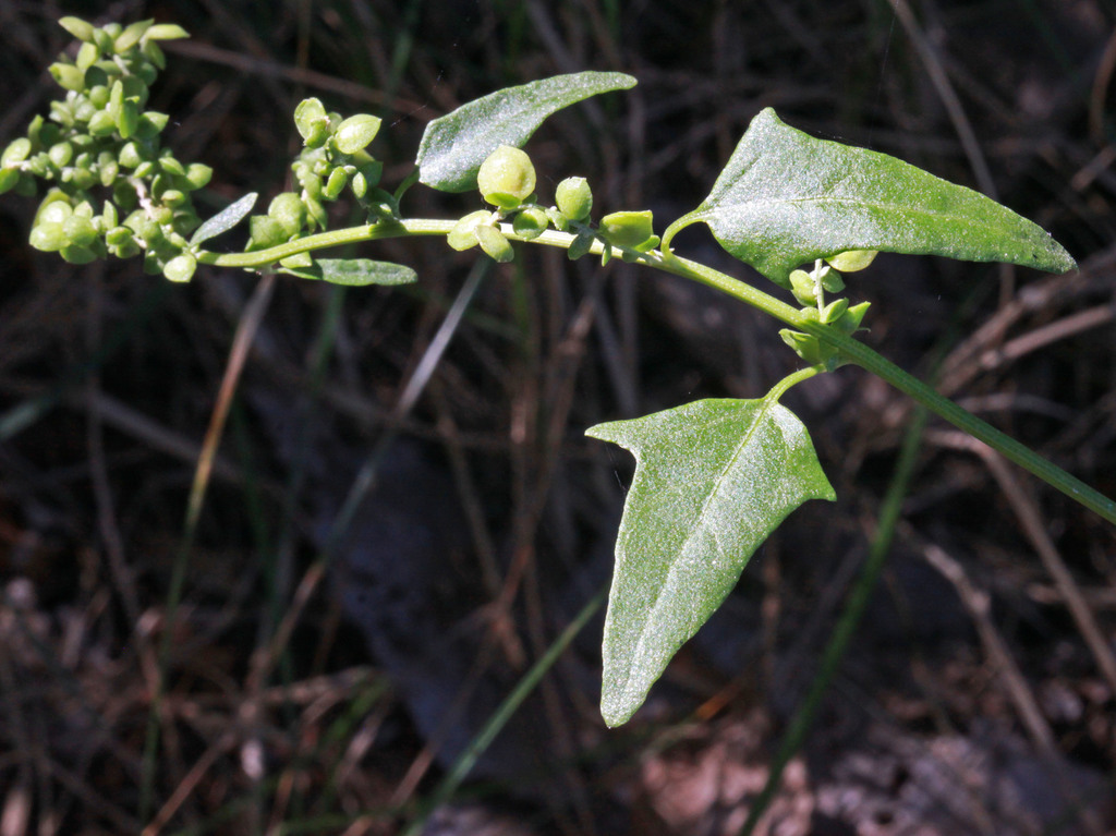 Russian atriplex (Atriplex micrantha) - Botanical Realm