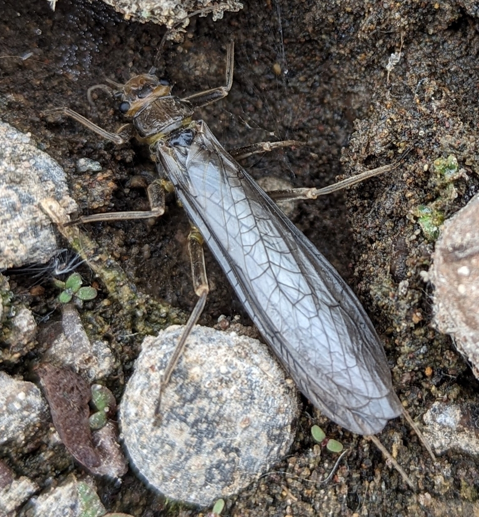 Common Stoneflies from Halsey, OR 97348, USA on July 8, 2023 at 11:25 ...