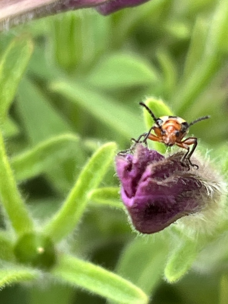 Three-lined Potato Beetle from Cobblestone Rd N, Champlin, MN, US on ...