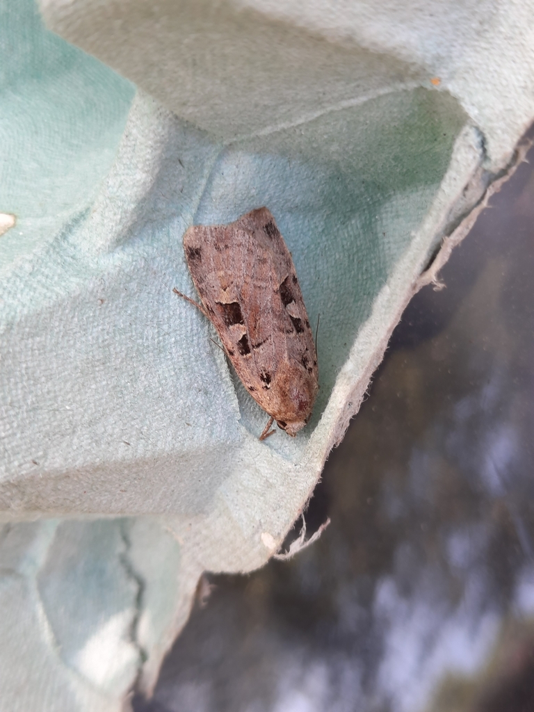 Double Square-spot from Marywell Smiddy, Aboyne AB34 5DL, UK on July 8 ...