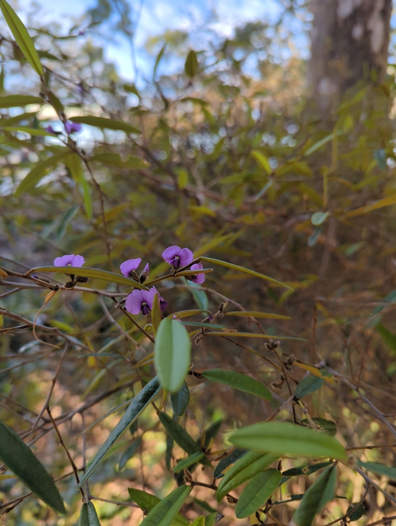 Purple Bush Pea from Bongaree QLD 4507, Australia on July 9, 2023 at 07 ...