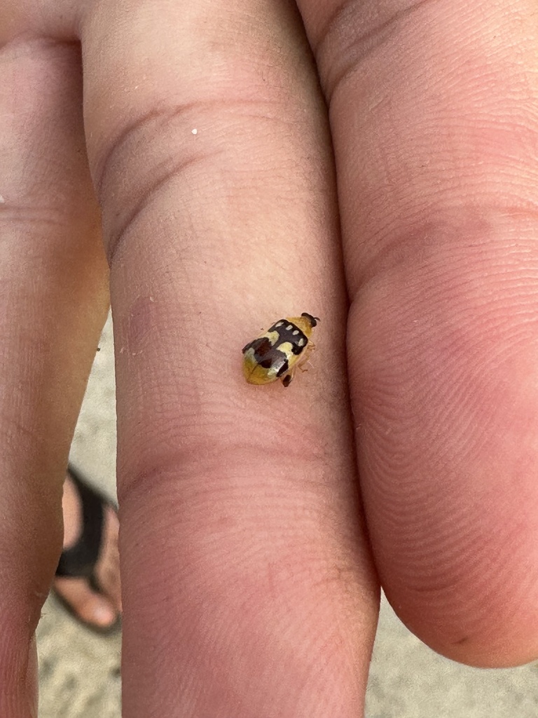 Skeletonizing Leaf and Flea Beetles from Calle Playa Cocal, Santa Cruz ...