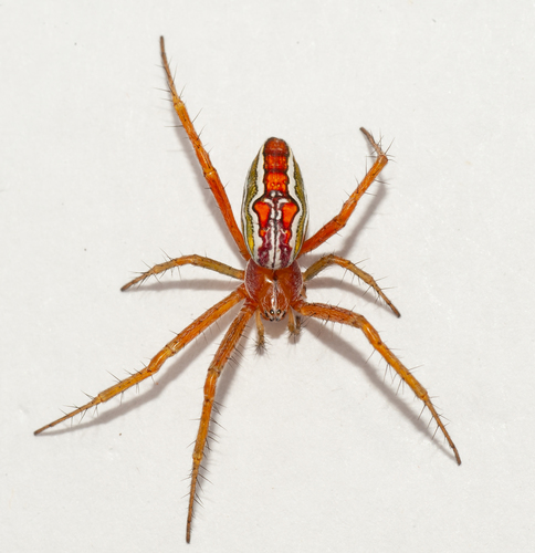 Mecynogea martiana · iNaturalist United Kingdom
