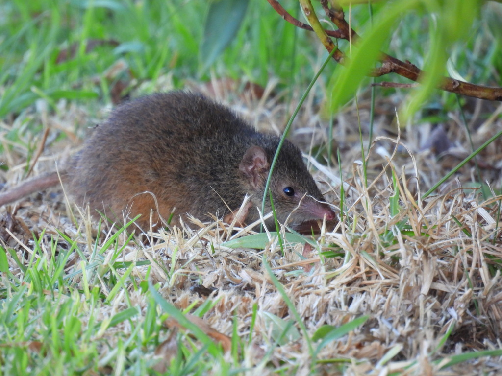 Swamp Antechinus from Great Ocean Rd, Aireys Inlet, VIC, AU on July 9 ...