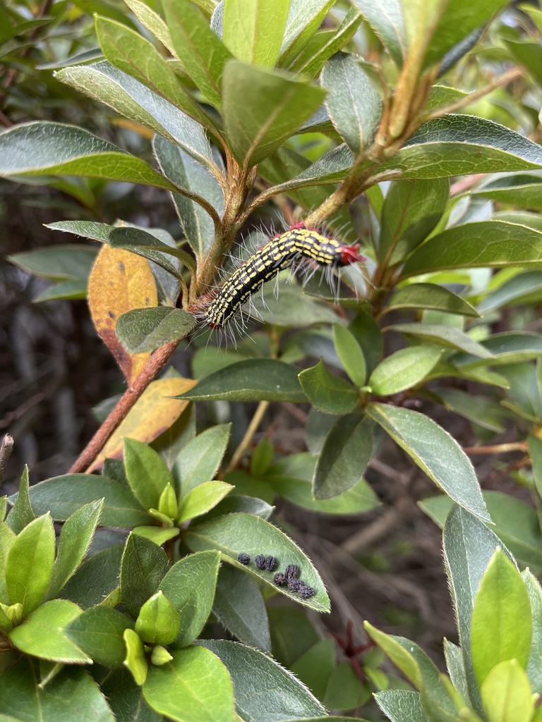 Azalea Caterpillar Moth from Catherine St, Orlando, FL, US on July 8 ...