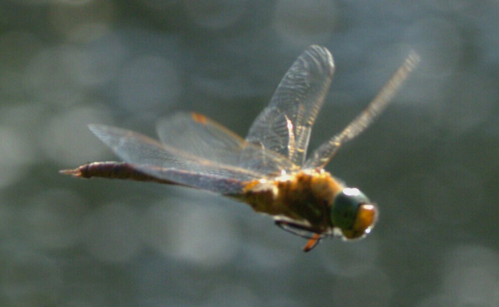 Norfolk Hawker on July 6, 2023 at 05:30 PM by Darrell Parsons · iNaturalist