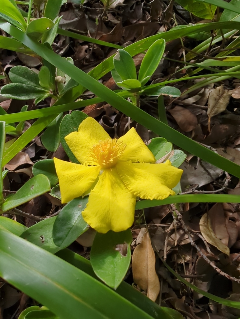 Climbing Guinea flower from Welsby Pde at First Avenue, Bongaree QLD 4507, Australia on July 9 ...
