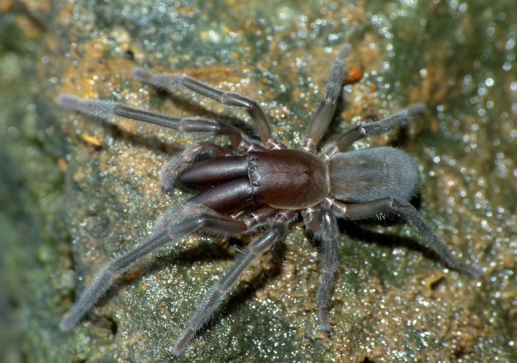Marine Spider (Intertidal and Coastal Species of the East Coast Bays ...