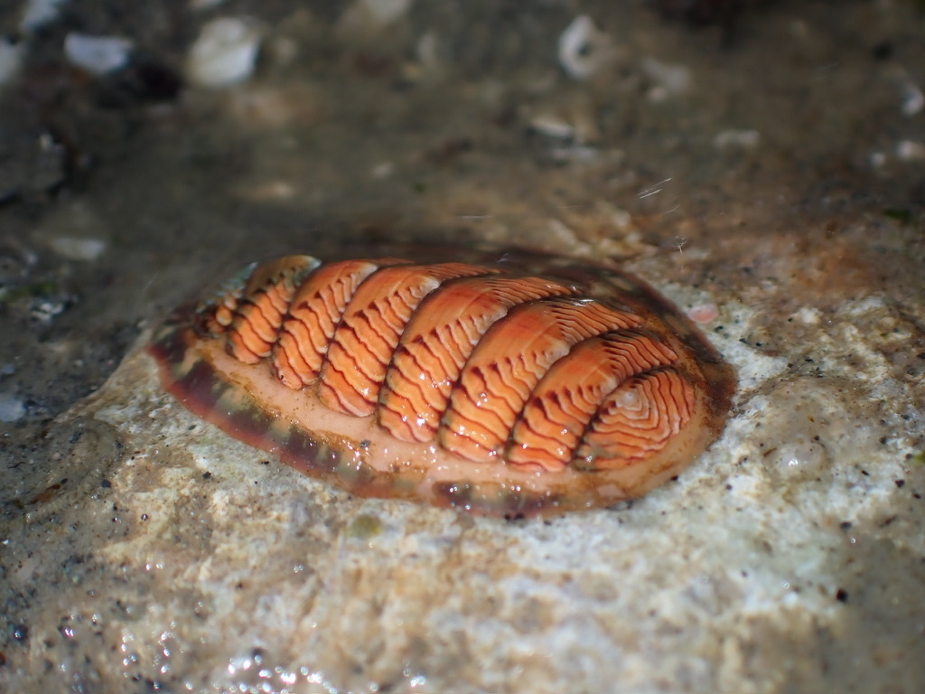 Lined Chiton from Birch Bay, WA, USA on July 3, 2023 at 09:56 AM by ...