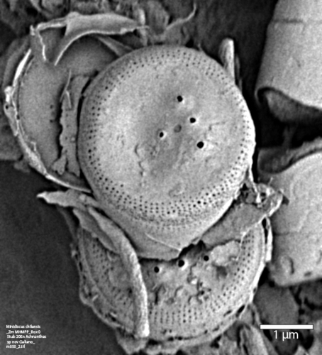 (Minidiscus chilensis)